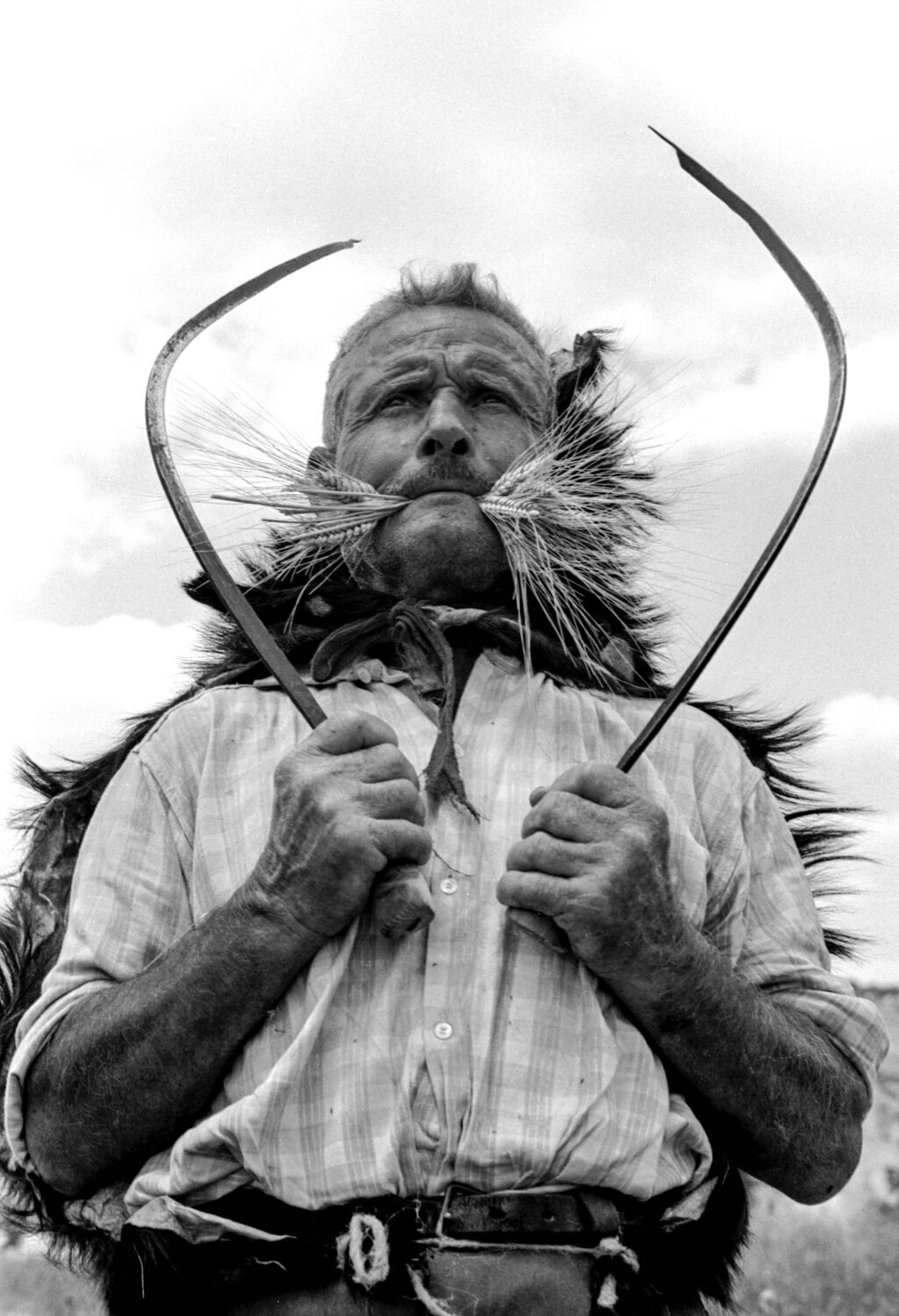 «t’amo mio bove» gipi, ultimo agricoltore - Pierluigi Piccini BLOG ...